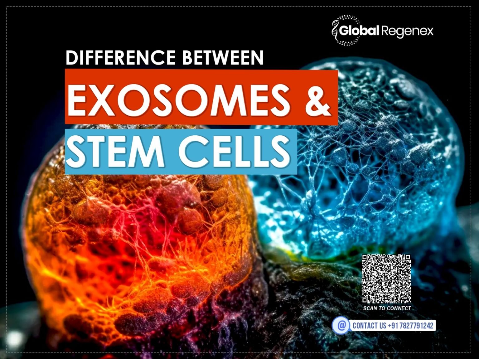 Difference Between Exosomes and Stem Cells